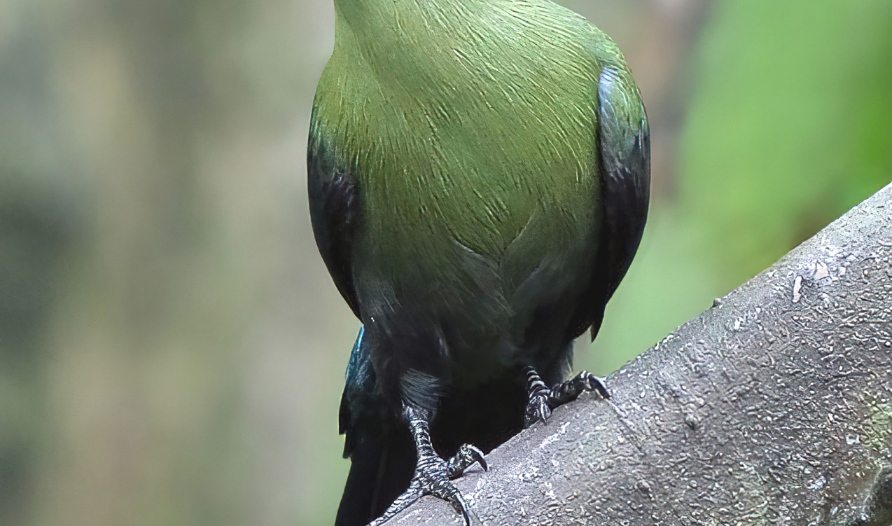 Day Hike to North Pare Mountains
