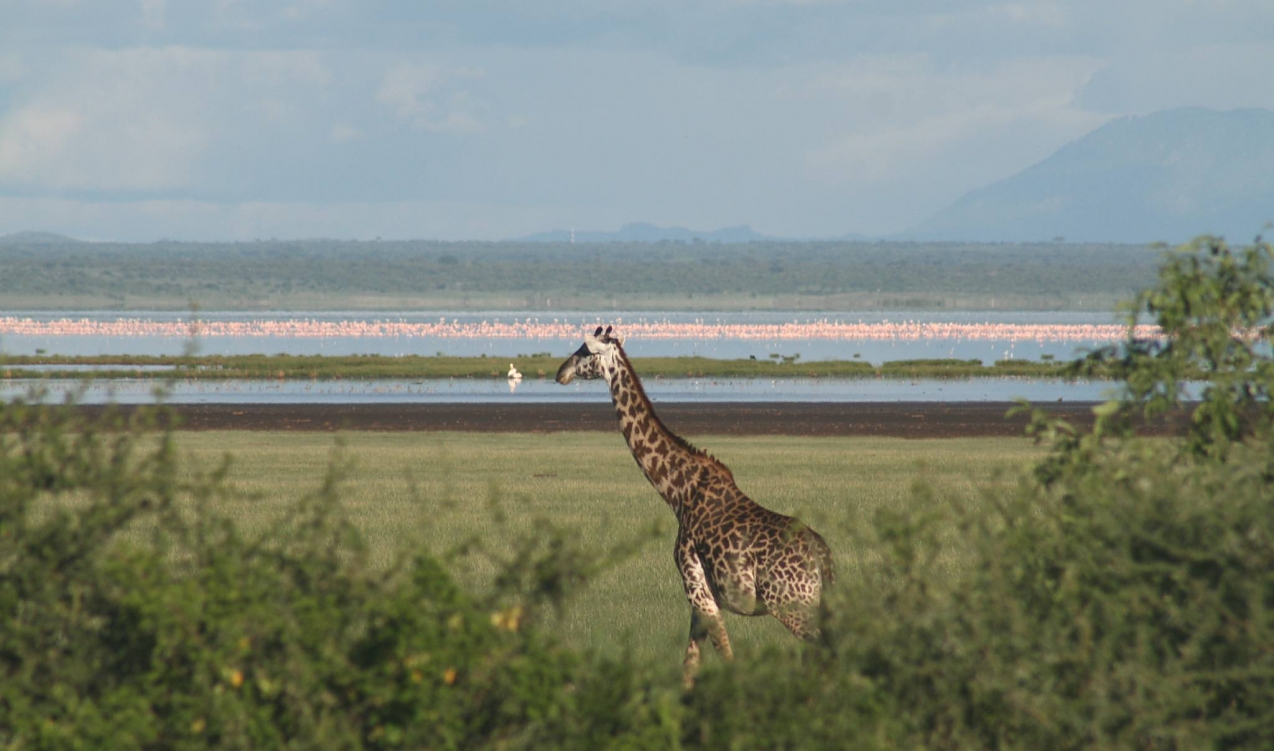 Day Trip to Lake Manyara National Park