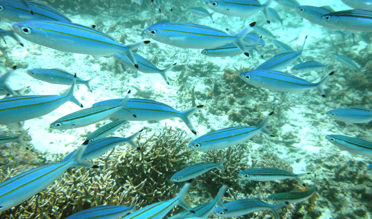 Chole Bay Snorkelling, Mafia Island