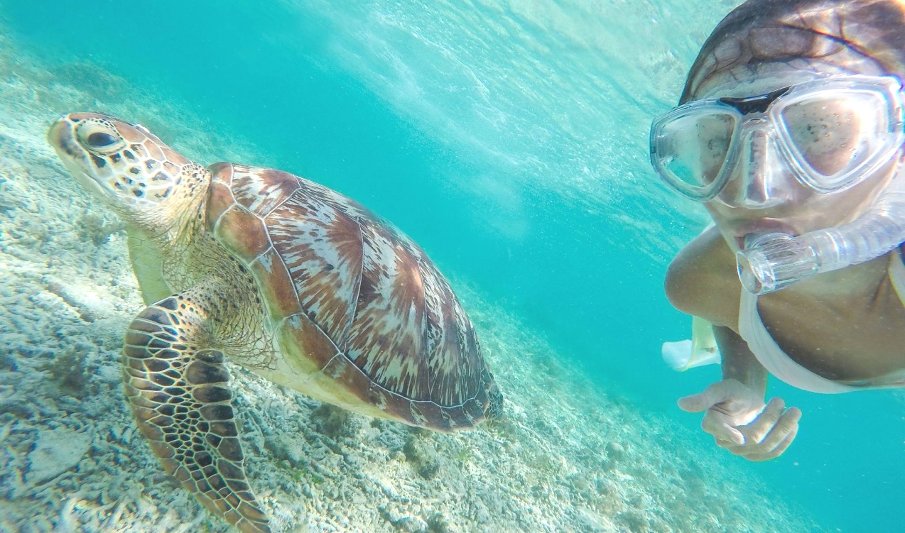 Turtle Hatchling, Mafia Island