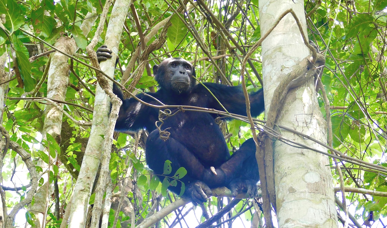 5 - 6 Days Safari to Mahale National Park