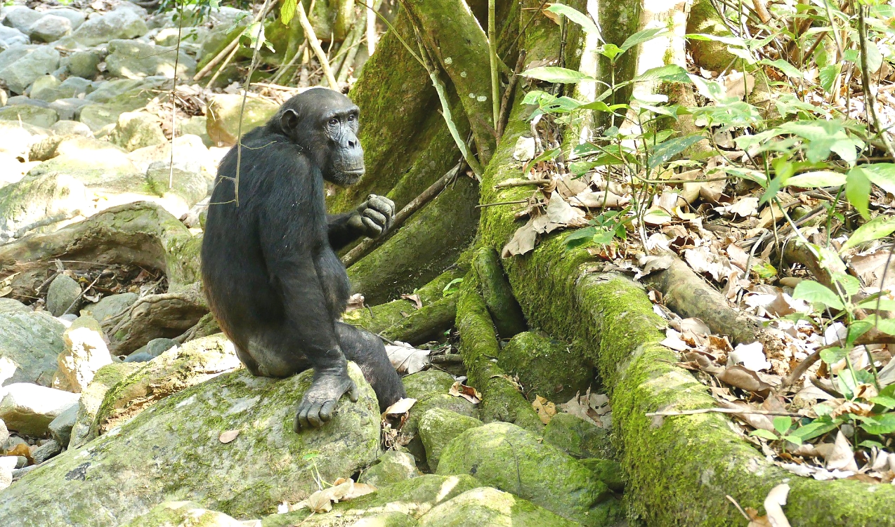 5 - 6 Days Safari to Mahale National Park