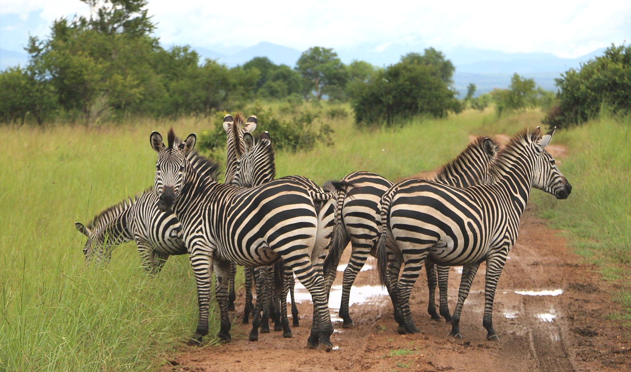 2 Days Safari to Mikumi National Park