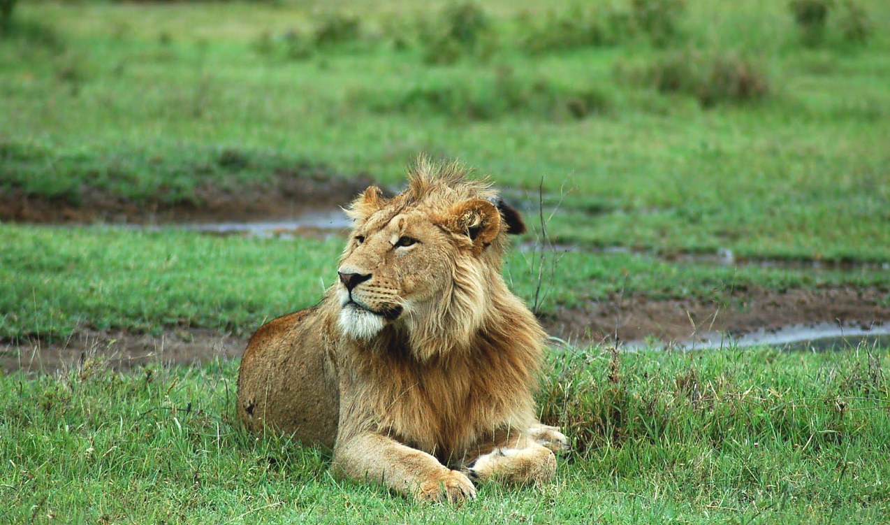 4 Days to Lake Manyara, Serengeti National Parks and Ngorongoro Crater