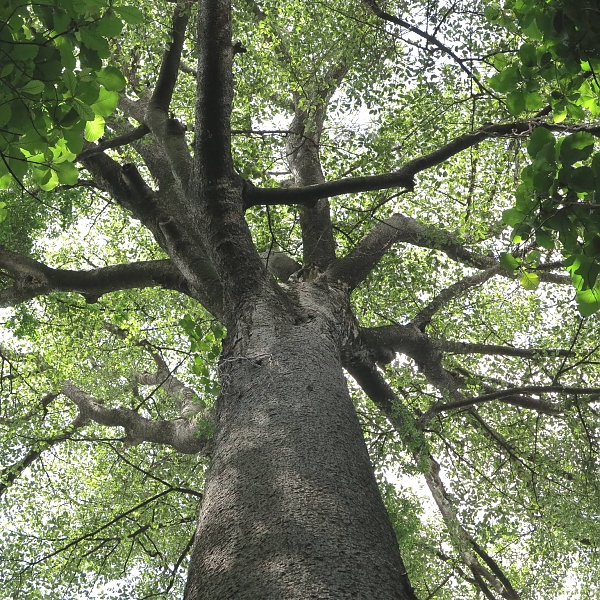 Nature Forest Reserves