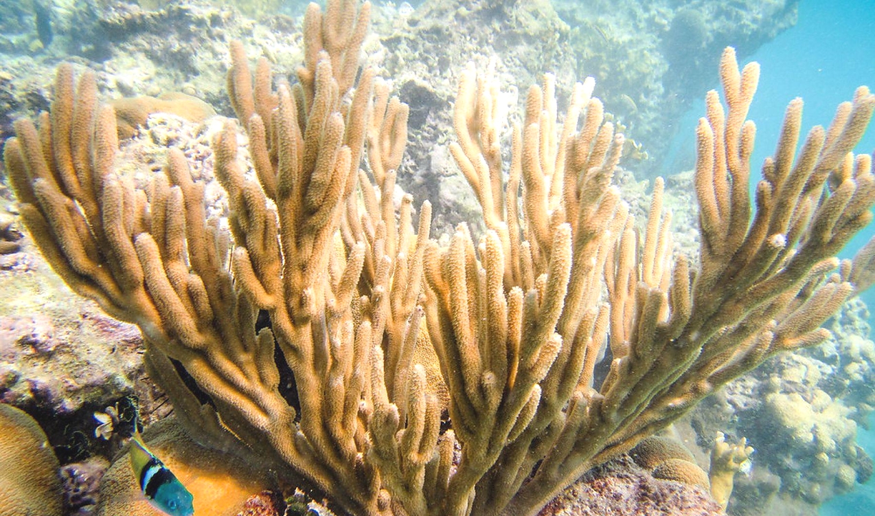 Chumbe Island Coral Park