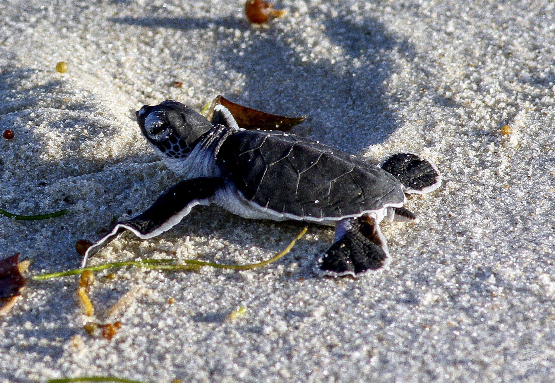 Turtle Hatchling, Mafia Island