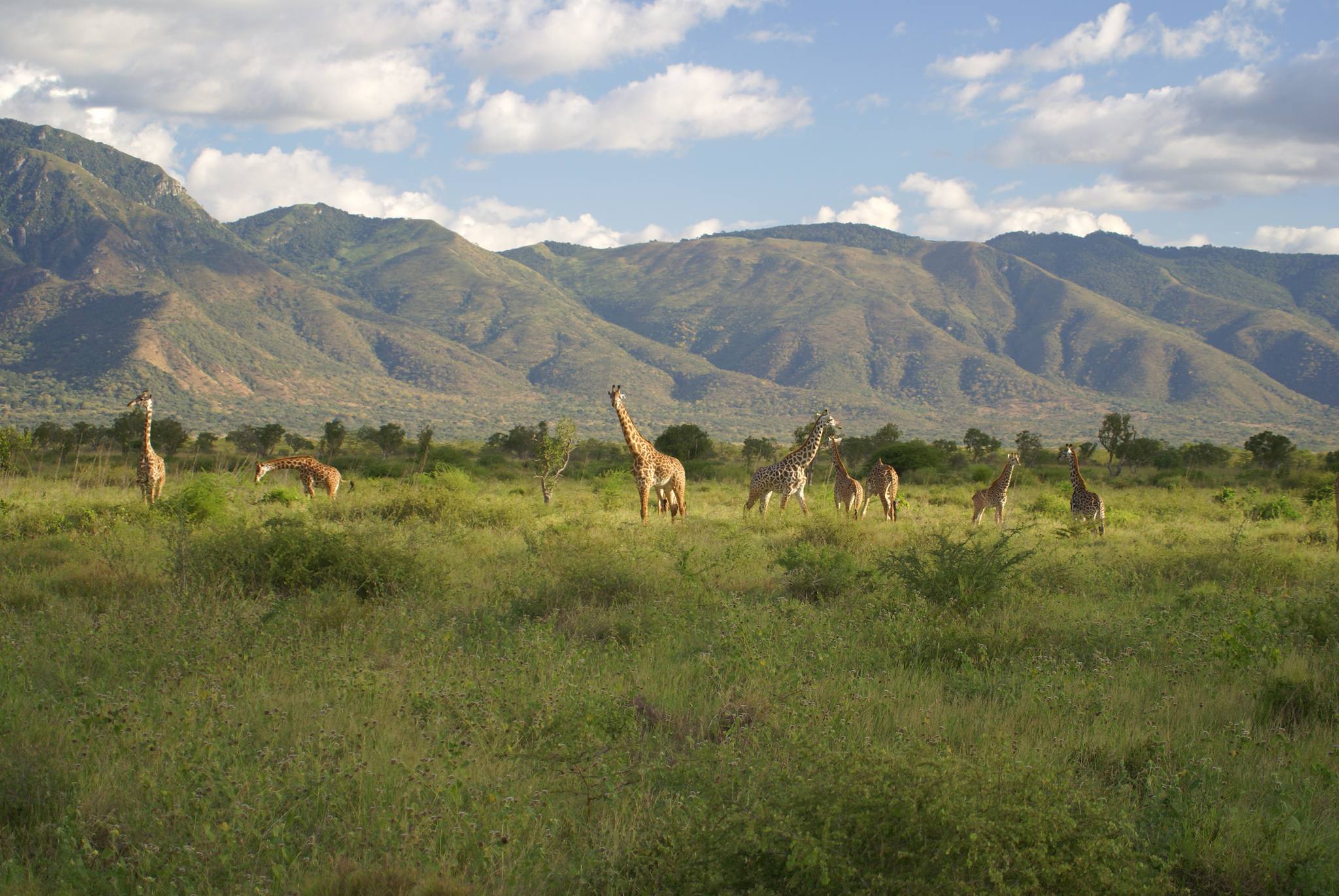 Mkomazi National Park Mkomazi National Park