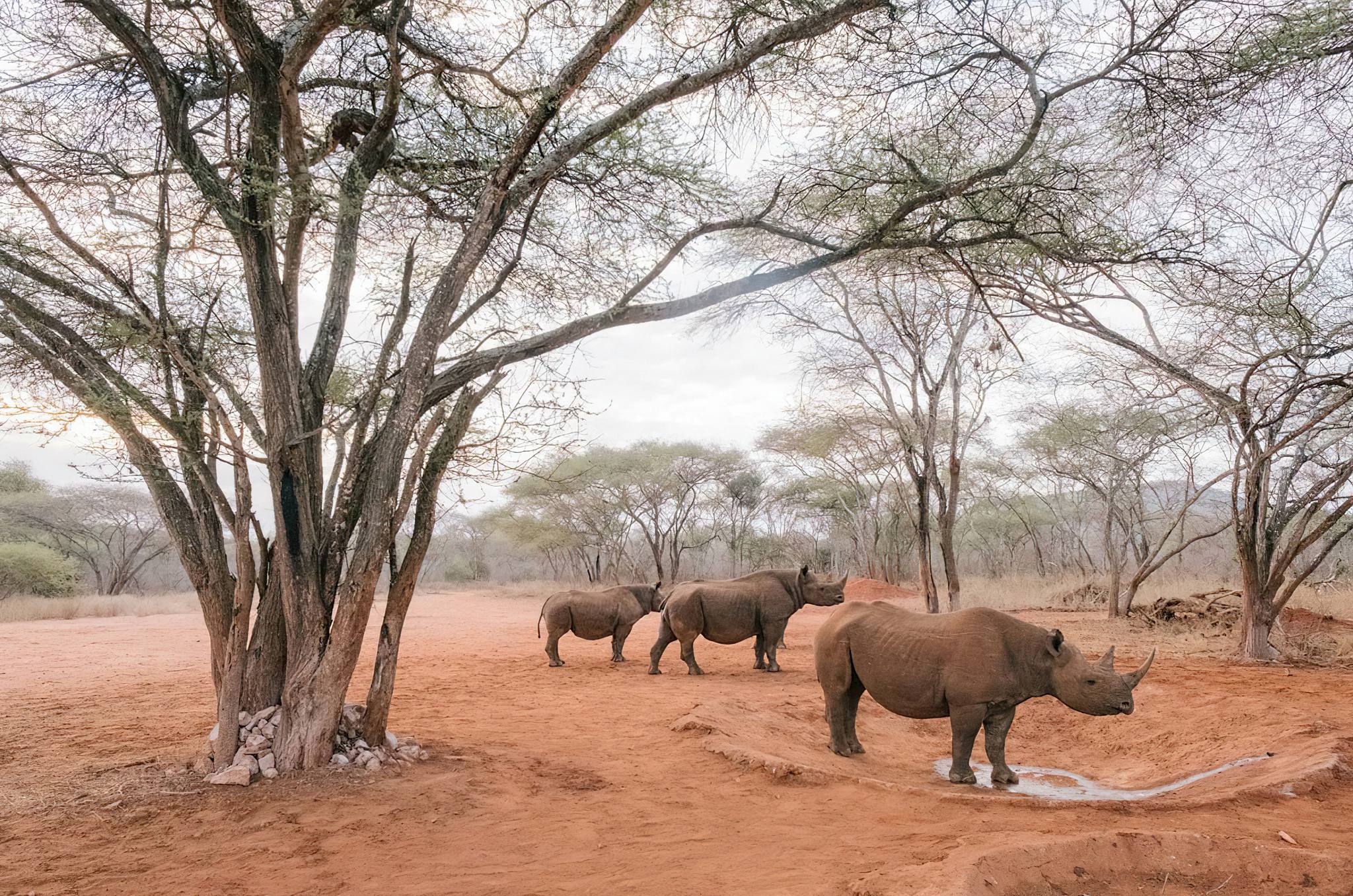 Mkomazi National Park Mkomazi National Park